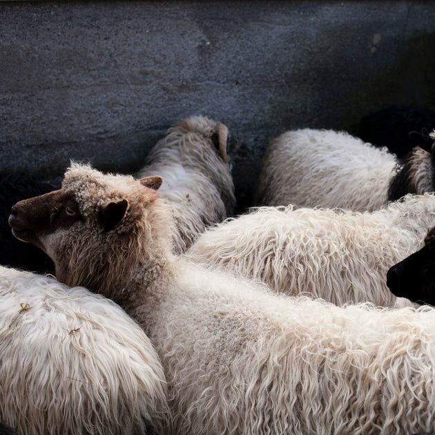 Why Does Some Wool Itch, But Not Merino Wool | Baabuk Blog